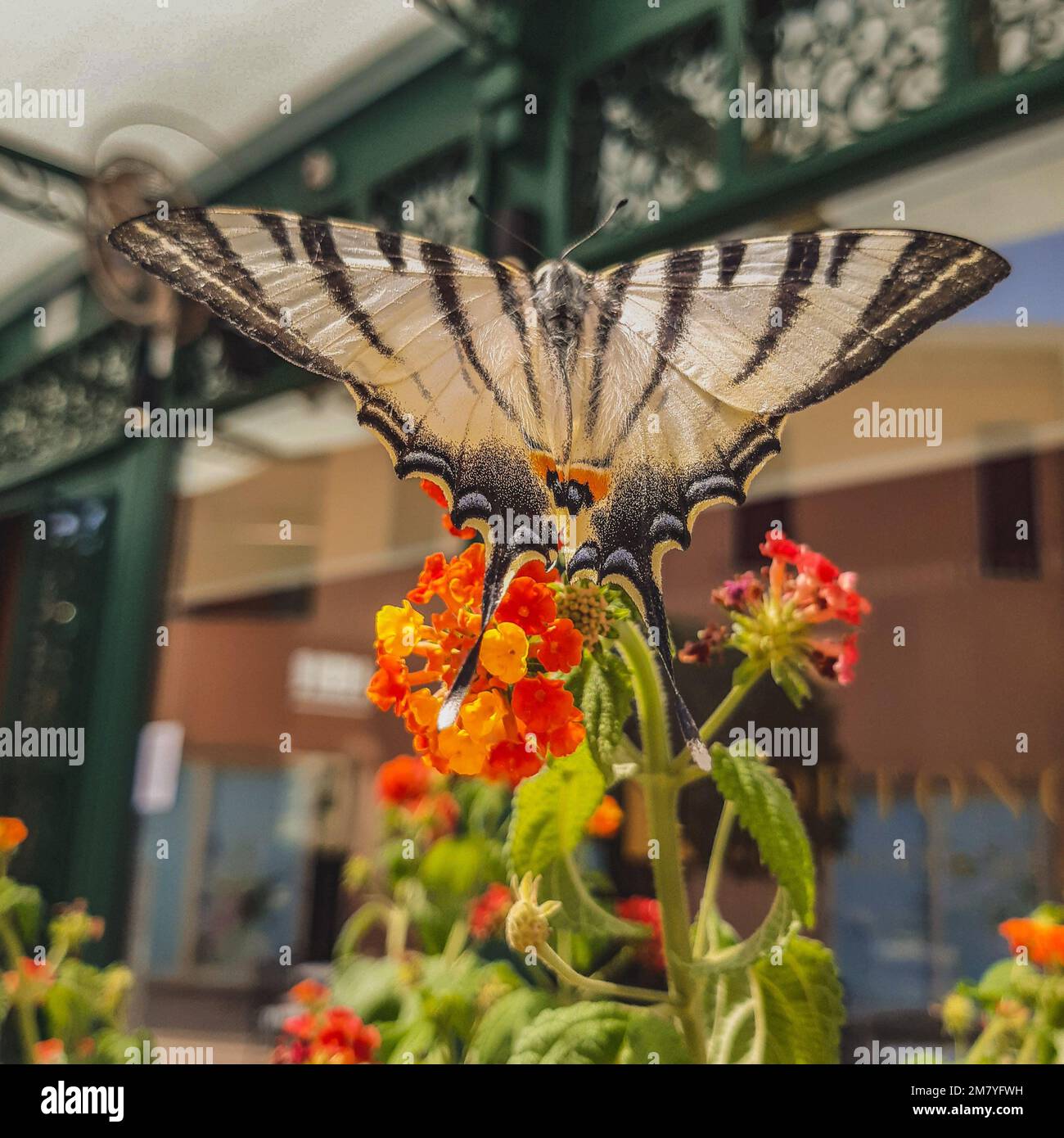 A vertical closeup of a beautiful big butterfly sitting on a flower ...