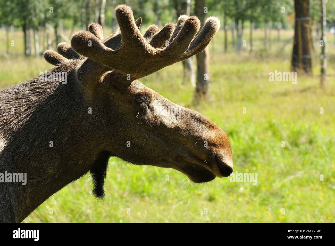 A profile shot of Alaskan moose in its natural habitat Stock Photo - Alamy