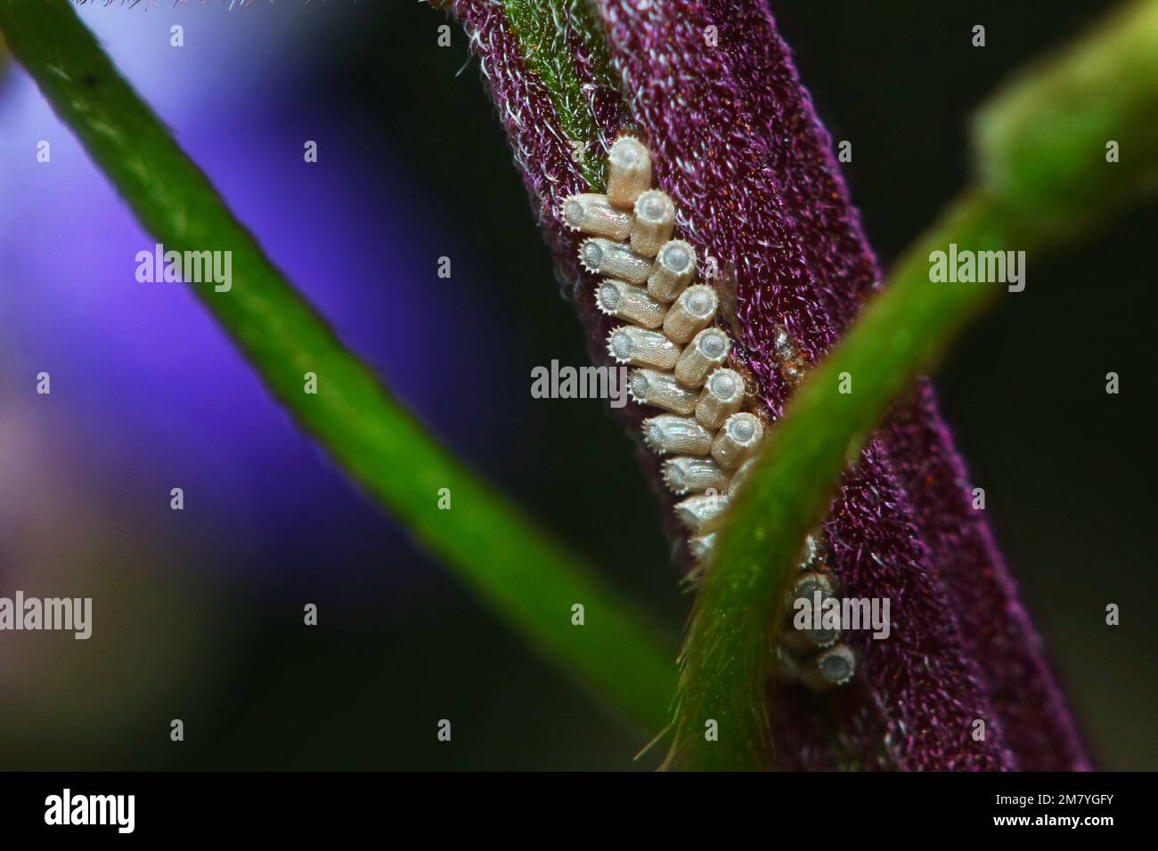 Queensland green stink bug hi-res stock photography and images - Alamy
