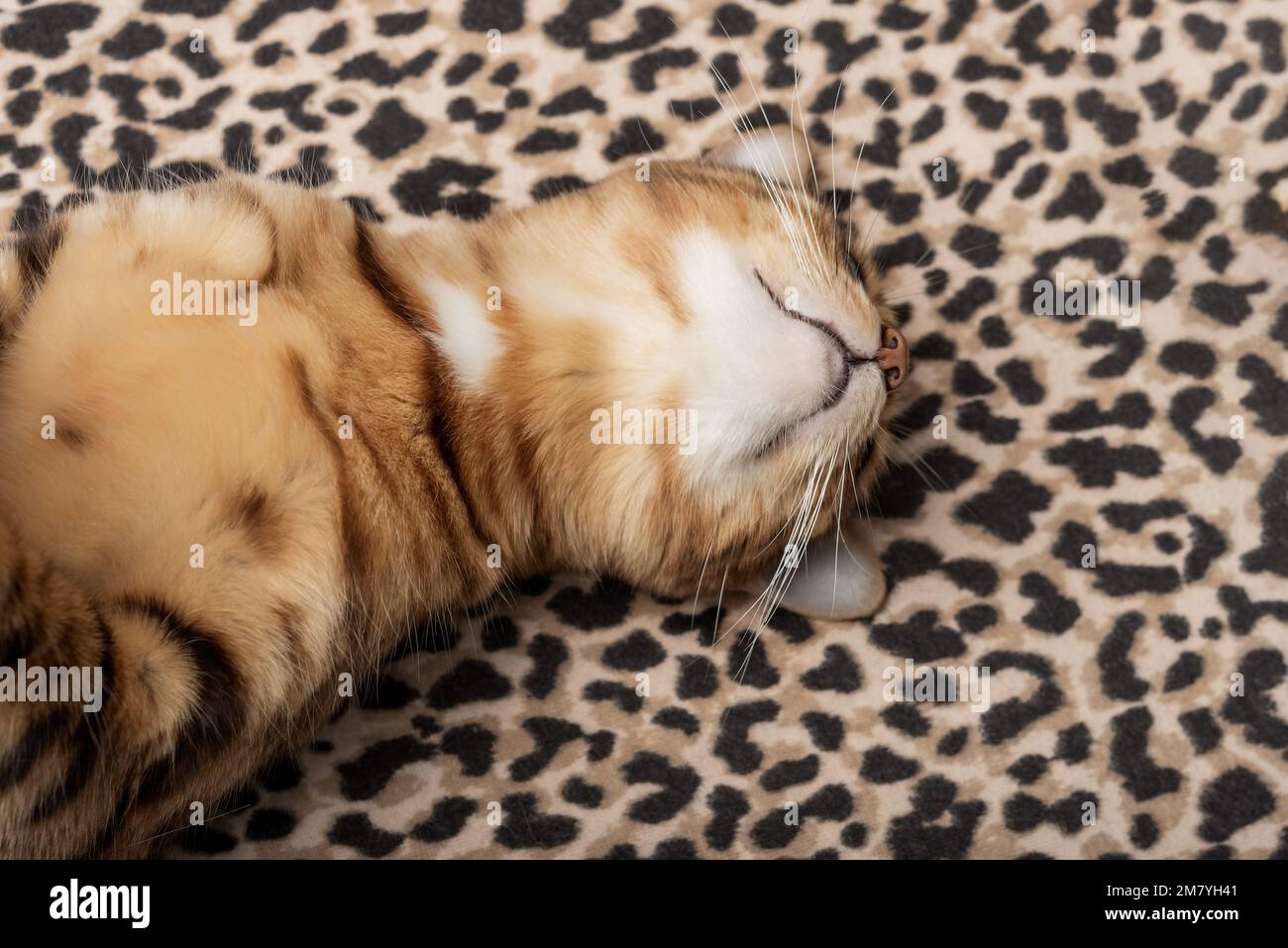 Cute red bengal cat sleeps on a soft leopard blanket Stock Photo - Alamy
