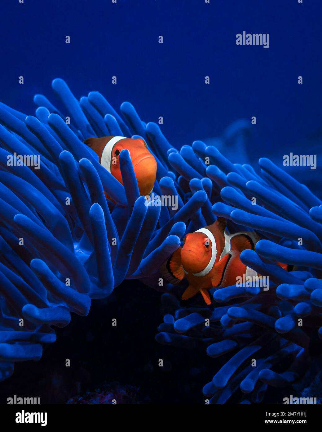 Two cute clown fish are in a sea anemone in the bright blue sea water ...