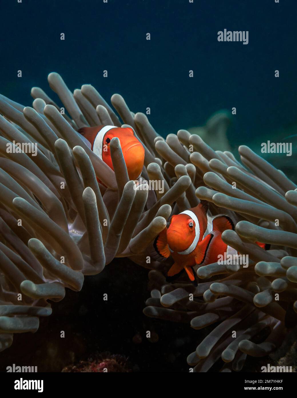 Two cute clown fish are in a sea anemone in the bright blue sea water ...