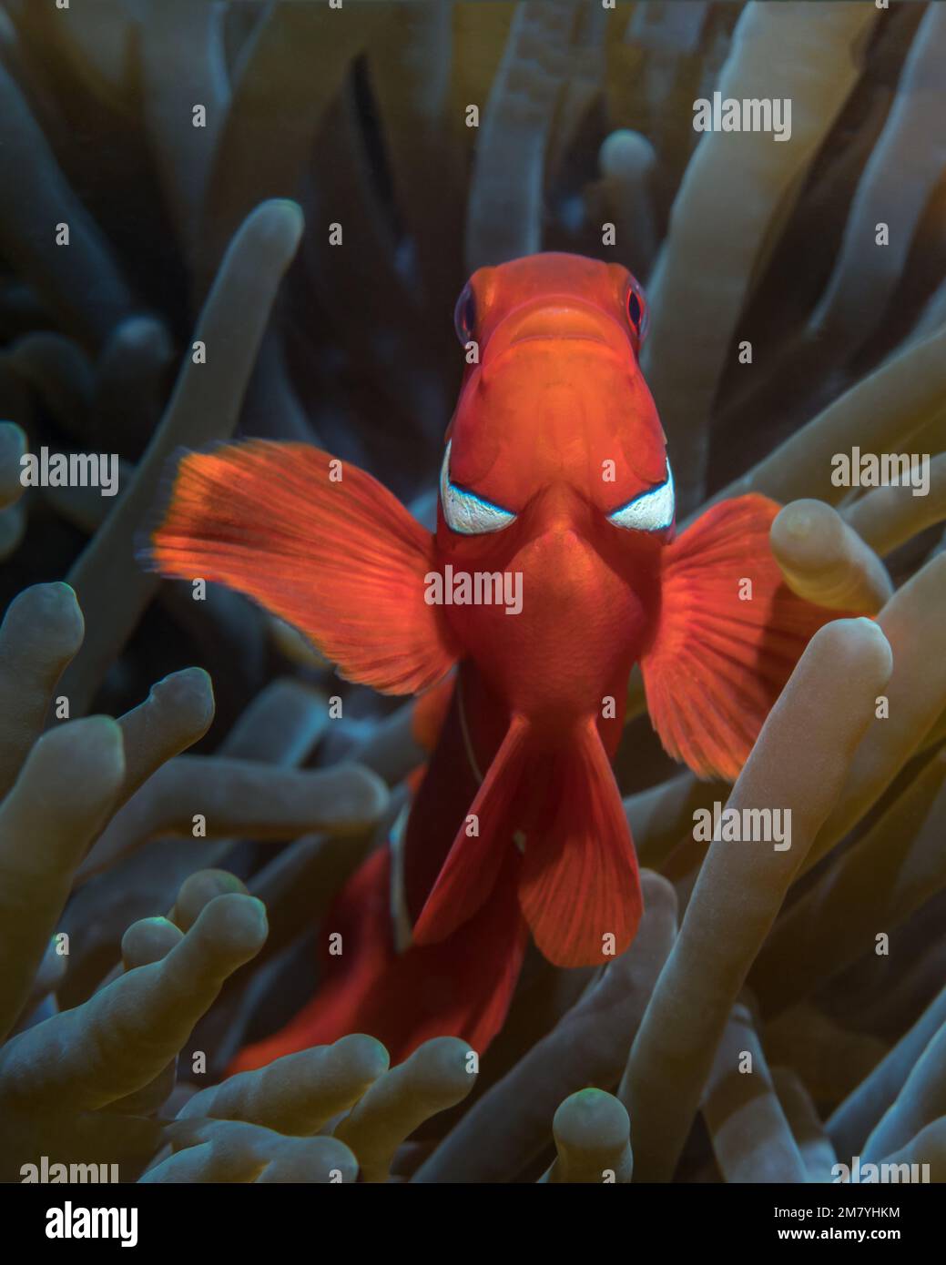 One red clown-fish looks at the camera, looking like an angry fish ...