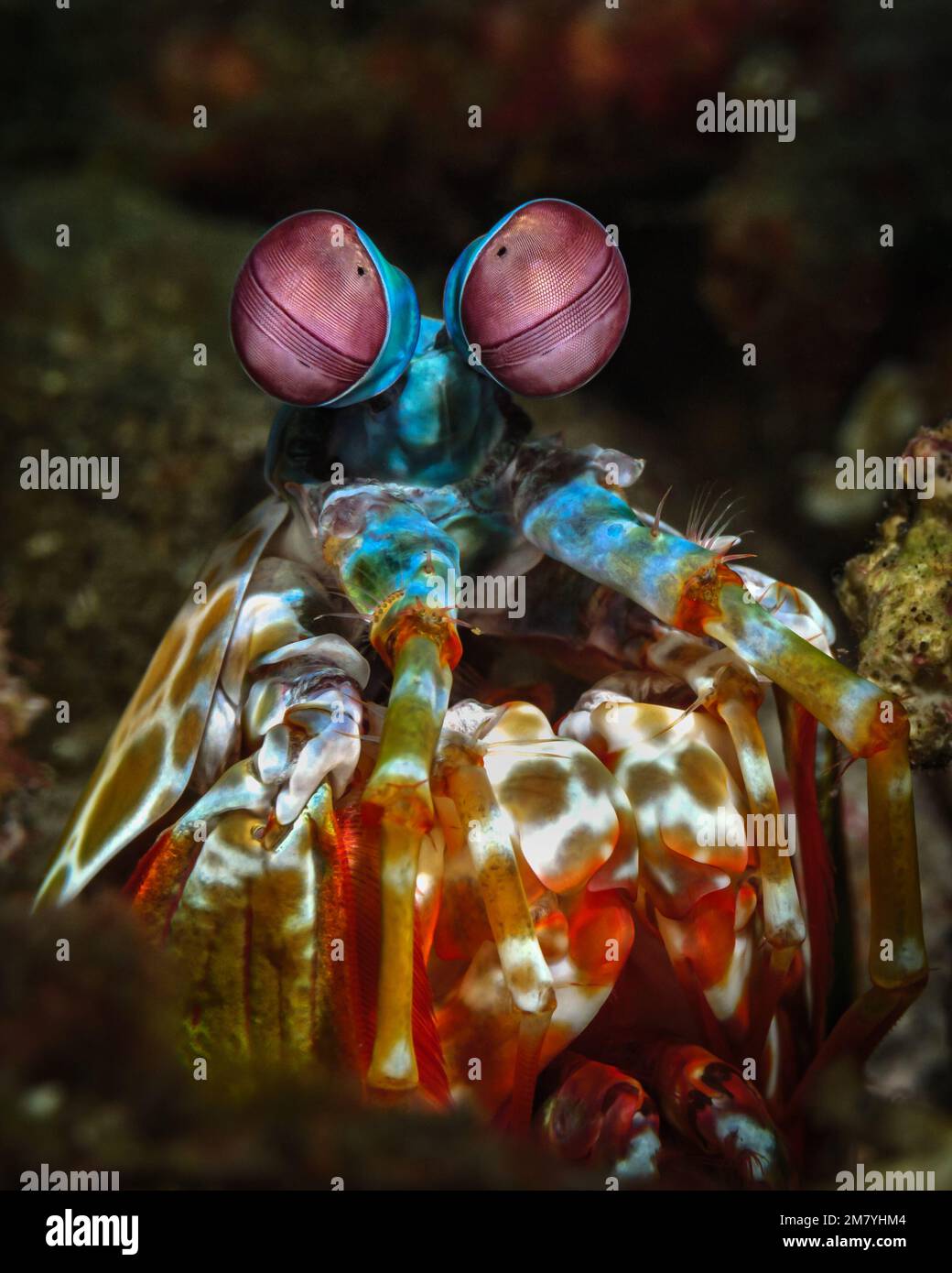 Mantis shrimp eye hi-res stock photography and images - Alamy