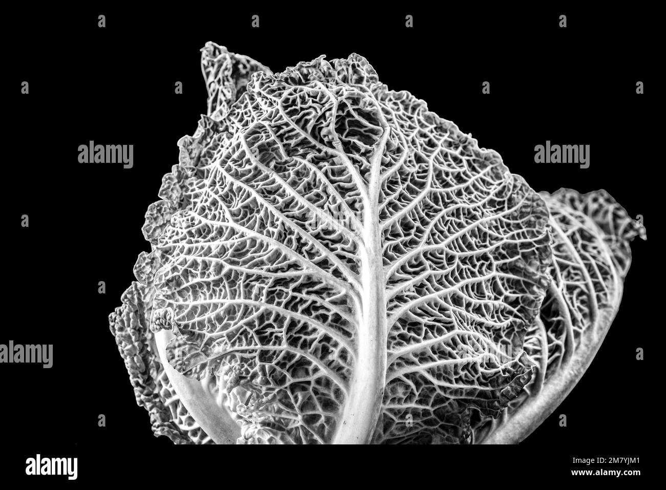 Leaf vein structure of a Savoy type cabbage that resemble the trunk and ...