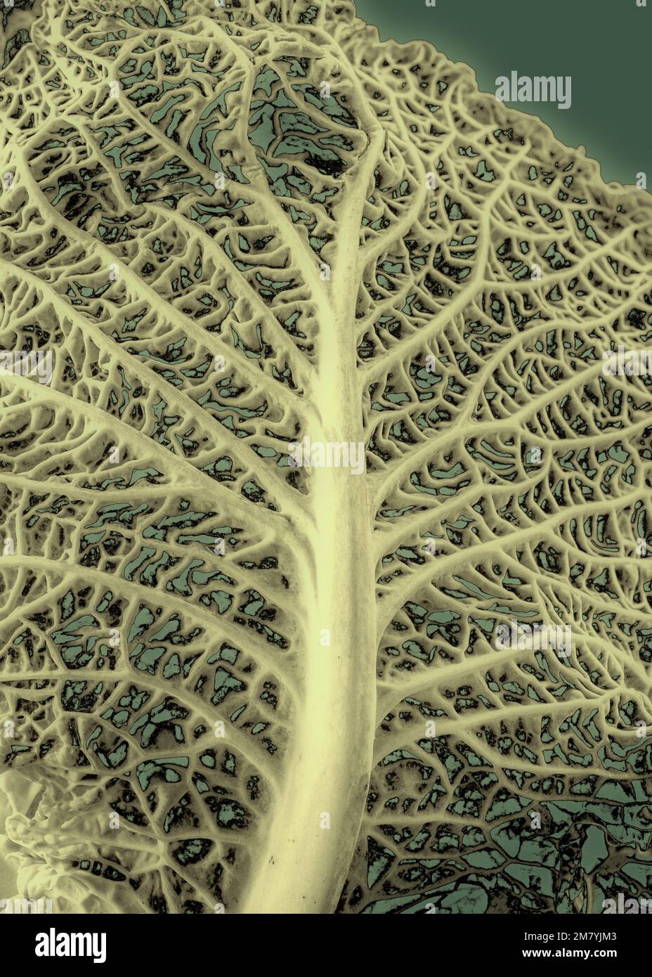 Leaf vein structure of a Savoy type cabbage that resemble the trunk and ...