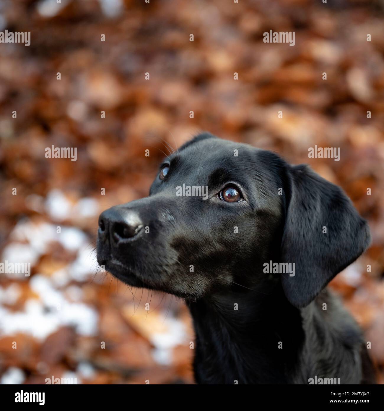 Young black labrador retriever hi-res stock photography and images - Alamy