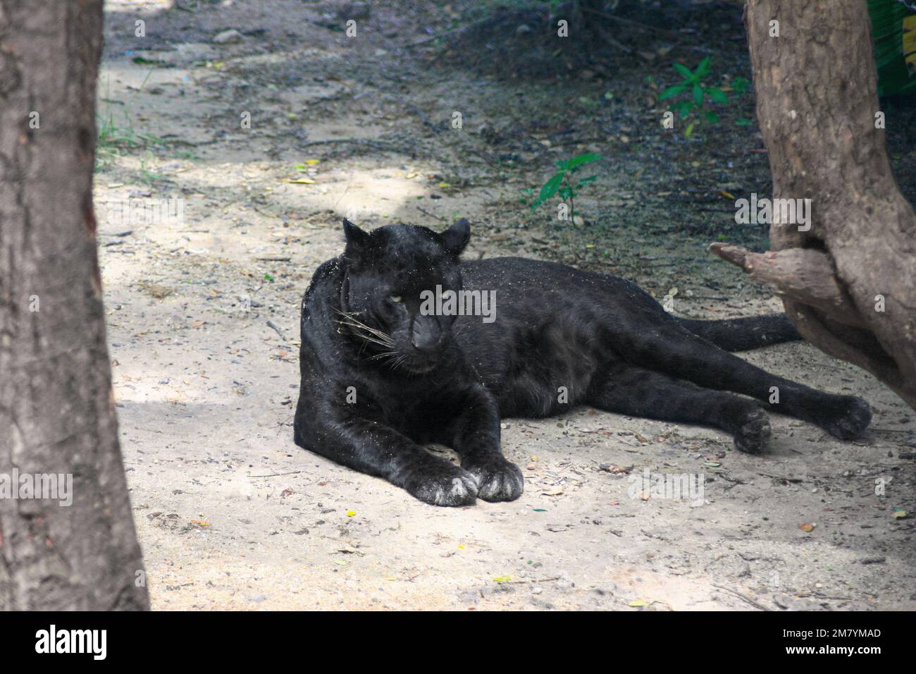 Black panther lying down. This animal is a variant of several spices ...