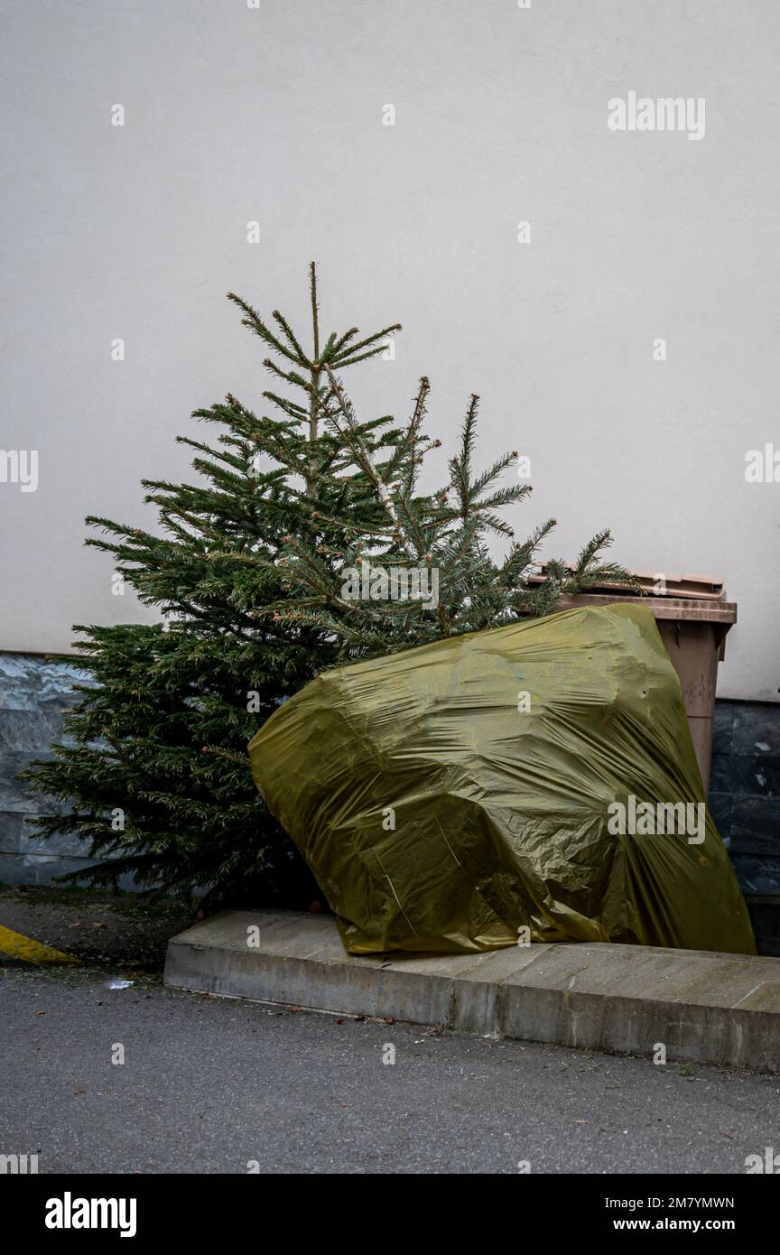 Abandoned Christmas trees in the street beside garbage bin after the ...