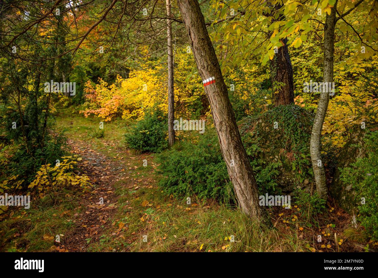 Path between the autumn forest in the mountain range of Els Tossals de ...