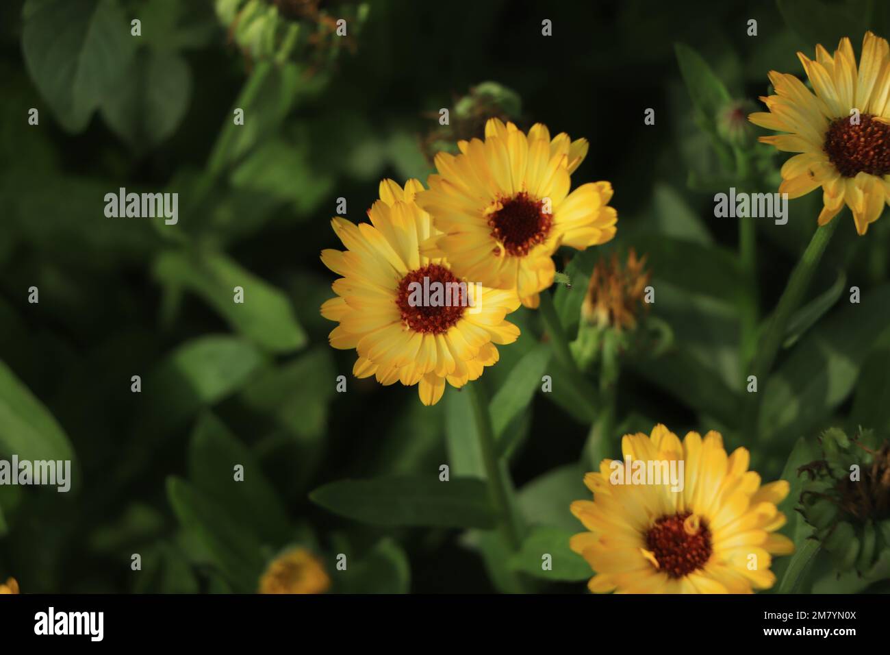 Calendula officinalis or Pot Marigold, Common Marigold, Scotch Marigold ...