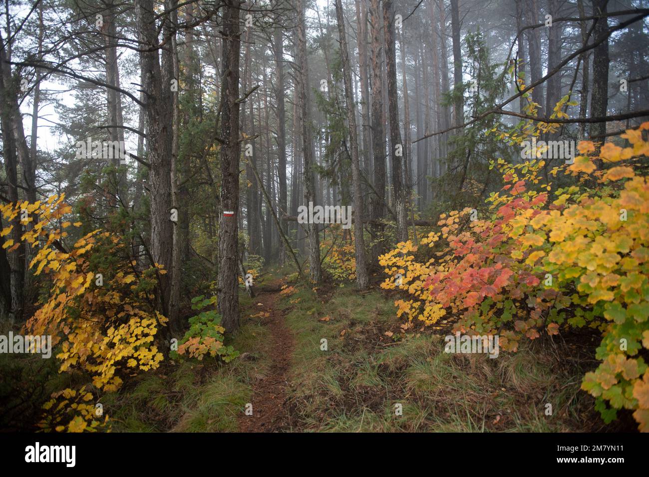 Path between the autumn forest in the mountain range of Els Tossals de ...