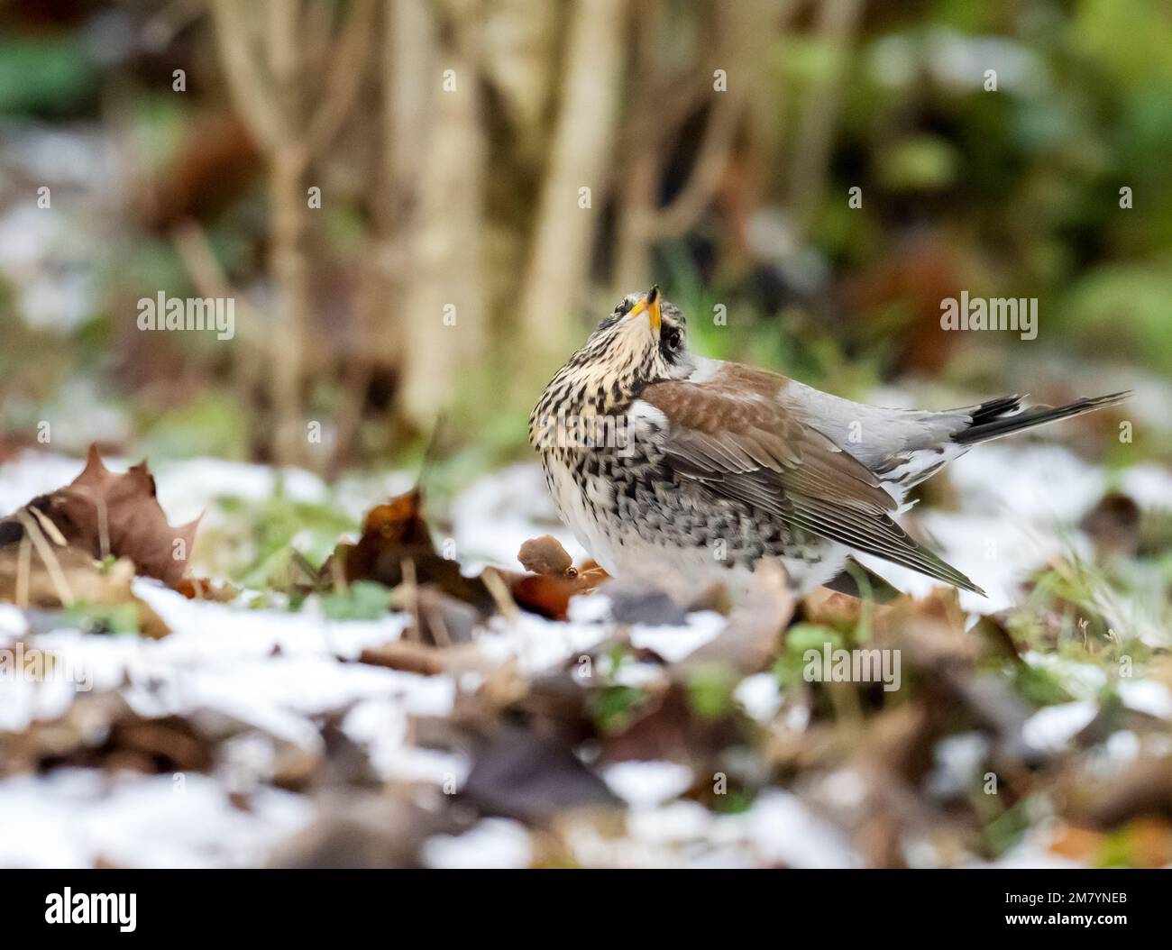 Feeding on apples in tree hi-res stock photography and images - Alamy