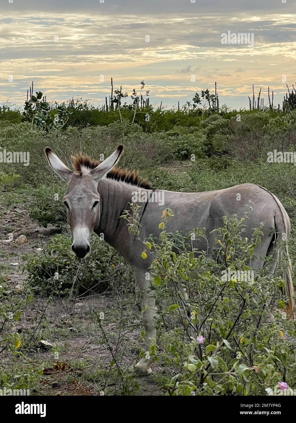Wild donkey between tropical bushes. Wildlife in the tropics Stock ...