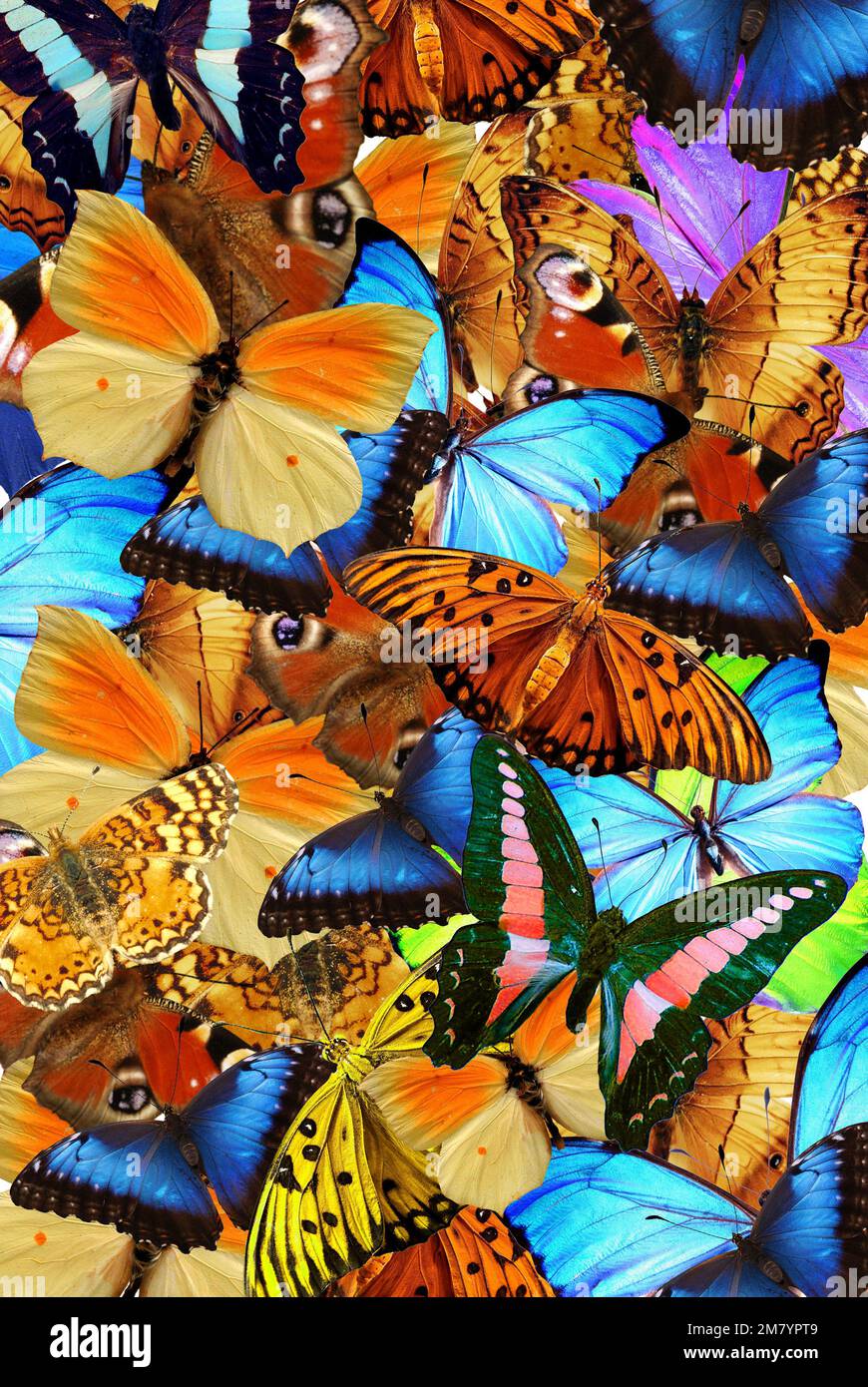 abstract background of many colorful butterflies filling the frame ...