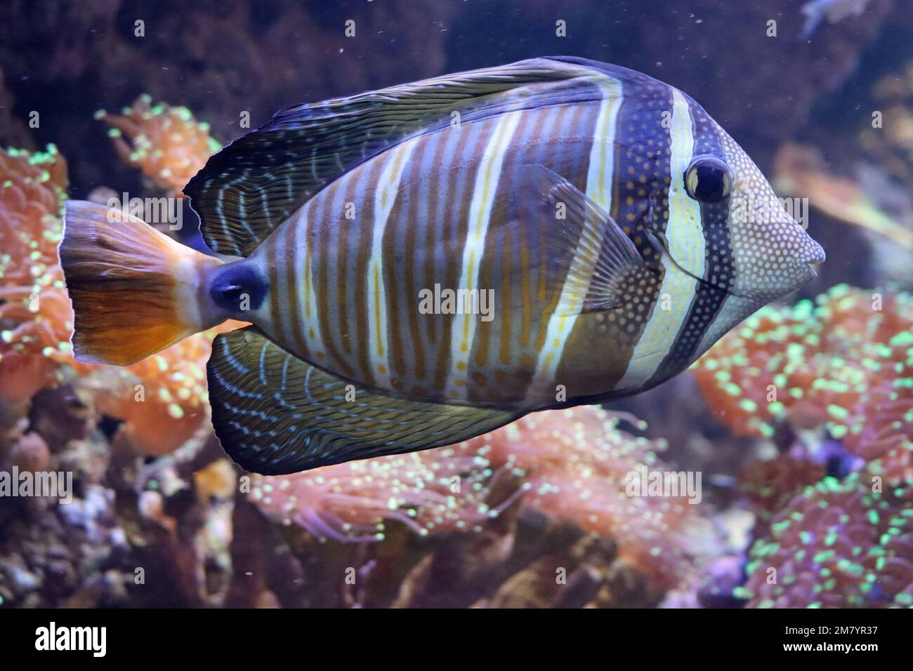 The residents of the acquarium of the Deep, in Hull, Yorkshire Stock ...