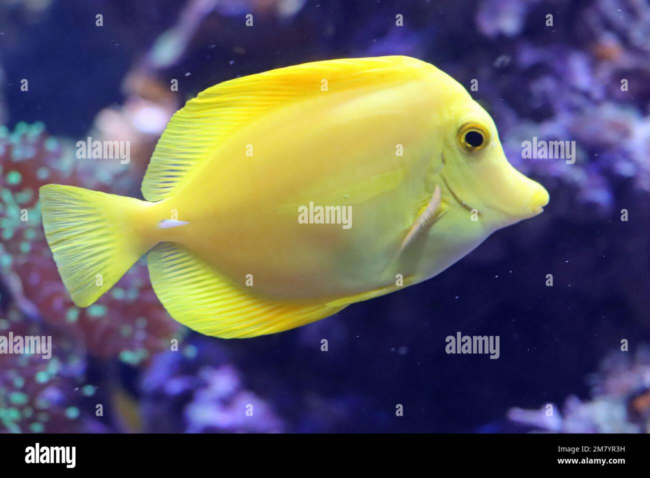The residents of the acquarium of the Deep, in Hull, Yorkshire Stock ...