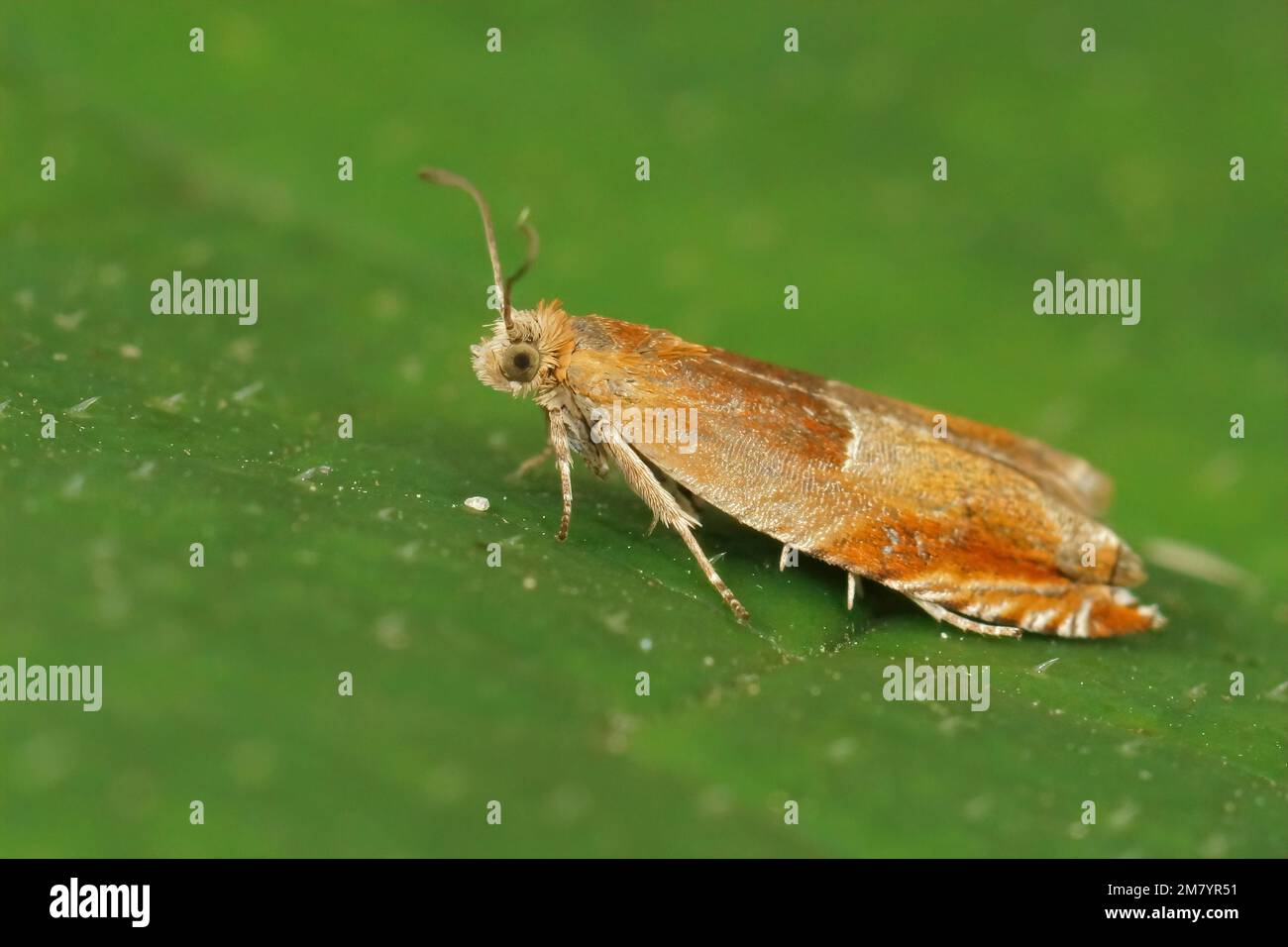 Natural closeup on the small but colorful Red roller moth, Ancylis ...