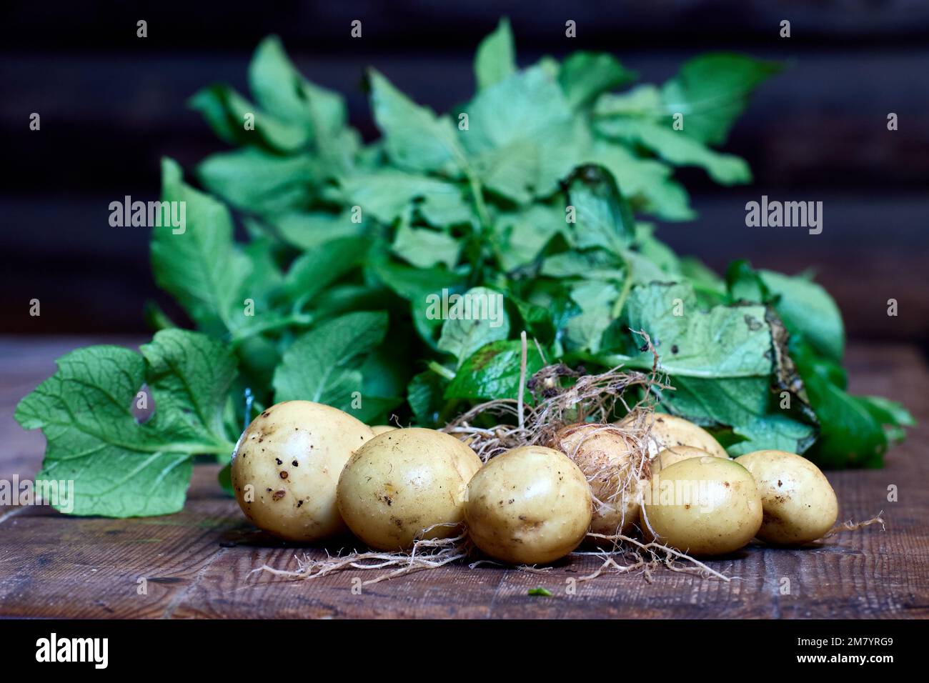 Whole potato bush, with tubers, roots and green leaves, dug out of ...