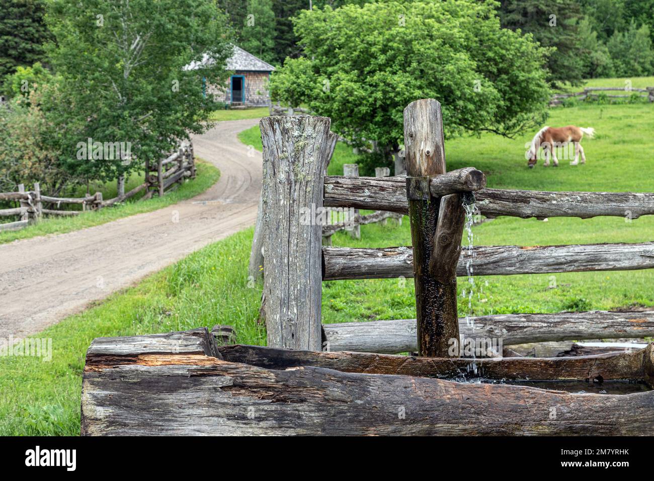 Wooden water trough horse hi-res stock photography and images - Alamy