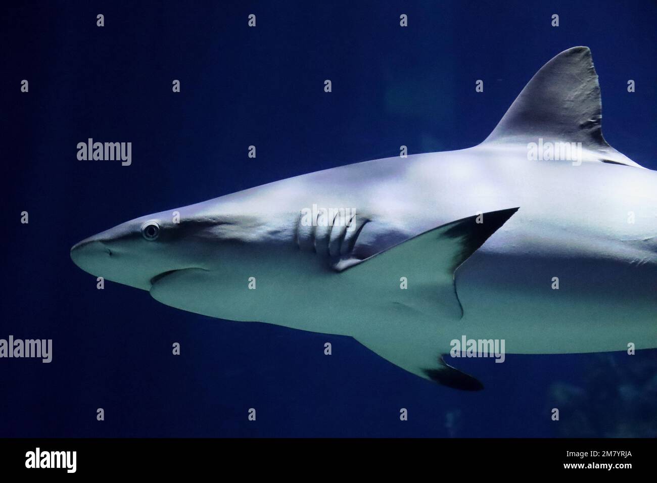 The residents of the acquarium of the Deep, in Hull, Yorkshire Stock ...