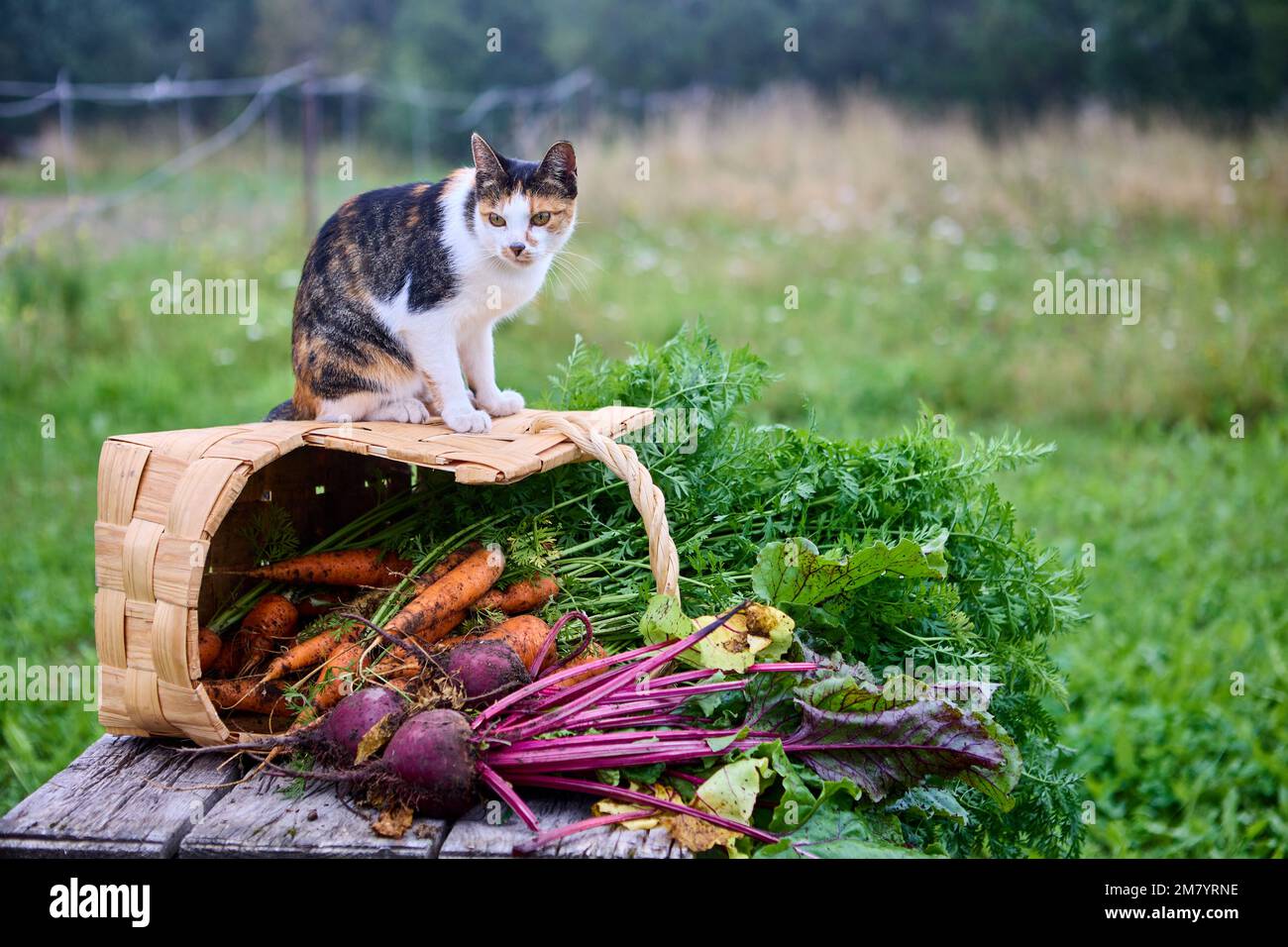 Vegetable guards hi-res stock photography and images - Alamy