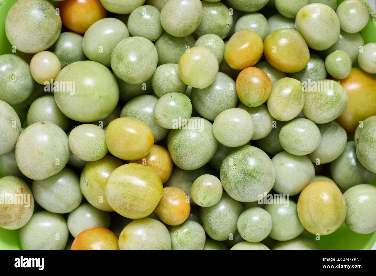 Green cherry tomatoes lie in a bowl Stock Photo - Alamy