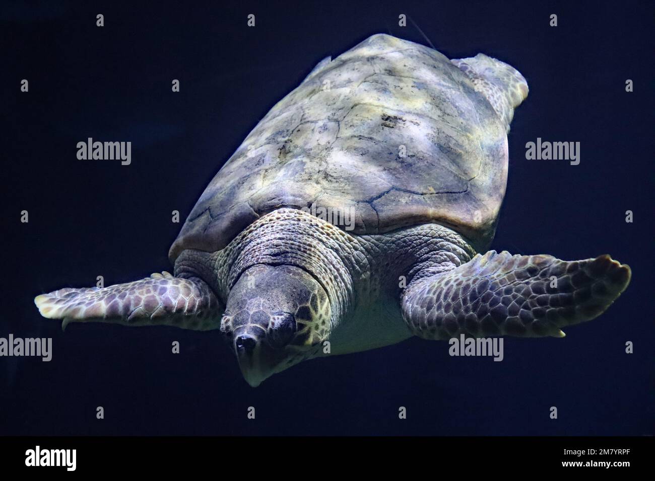 The residents of the acquarium of the Deep, in Hull, Yorkshire Stock ...