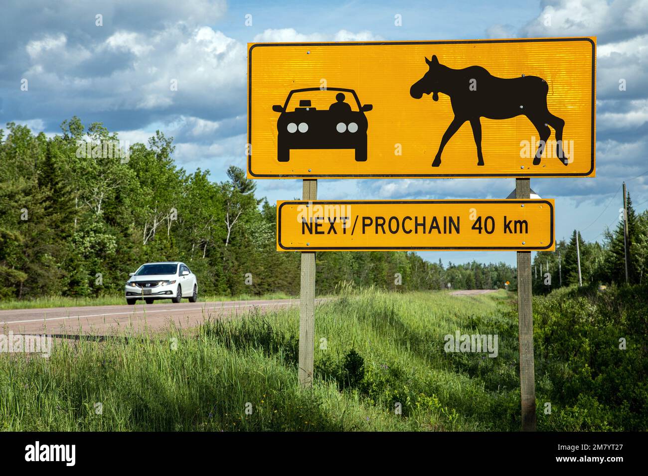 Moose Crossing Sign