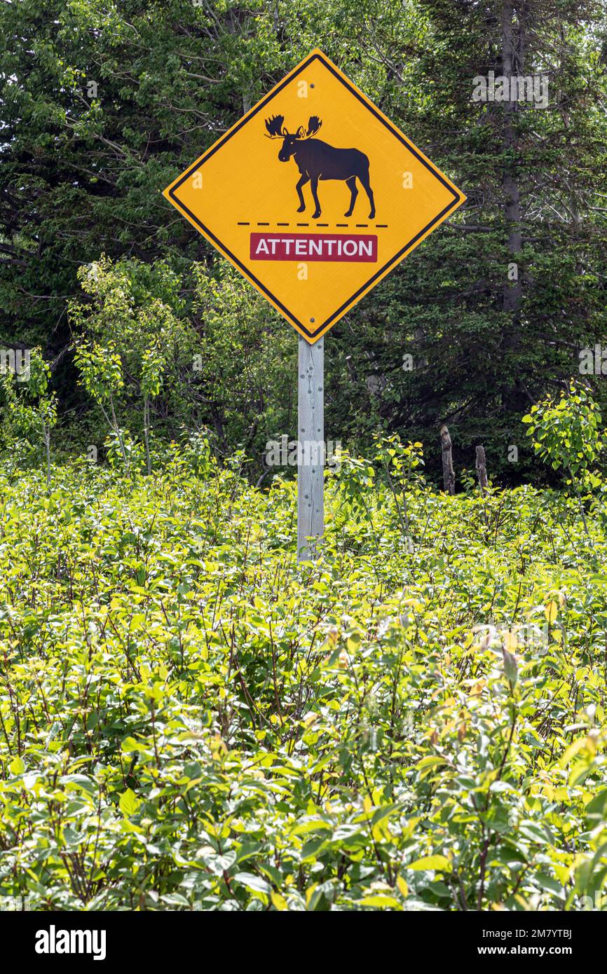 Attention moose warning sign hi-res stock photography and images - Alamy