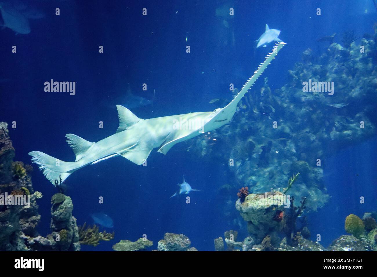 The residents of the acquarium of the Deep, in Hull, Yorkshire Stock ...