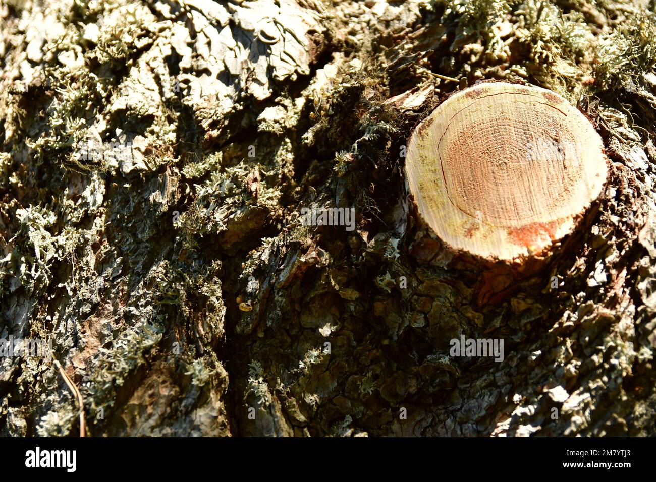 A top view of tree stump on muddy ground Stock Photo - Alamy