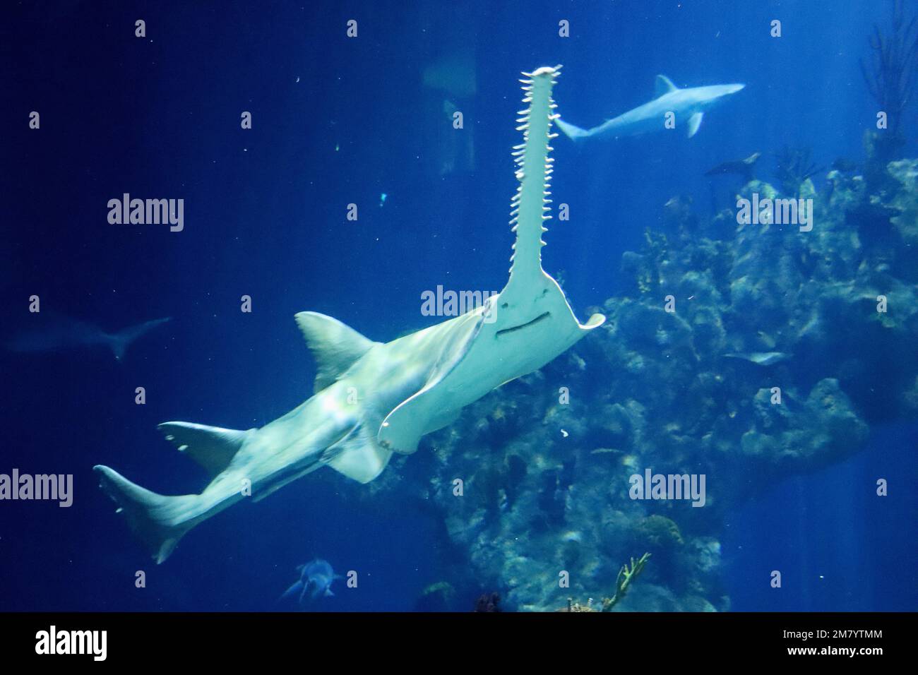 The residents of the acquarium of the Deep, in Hull, Yorkshire Stock ...