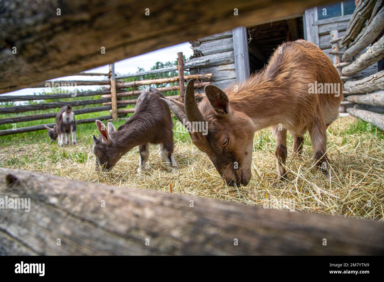 GOAT FARM, ROBICHAUD HOUSE AND FARM BUILT IN 1846, HISTORIC ACADIAN ...