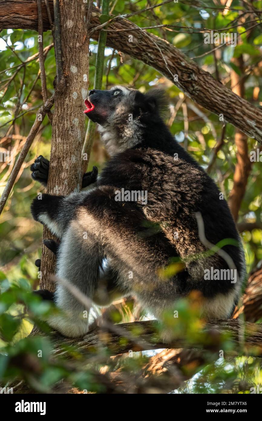 Indri - Indri indri, rain forest Madagascar east coast, Cute primate ...