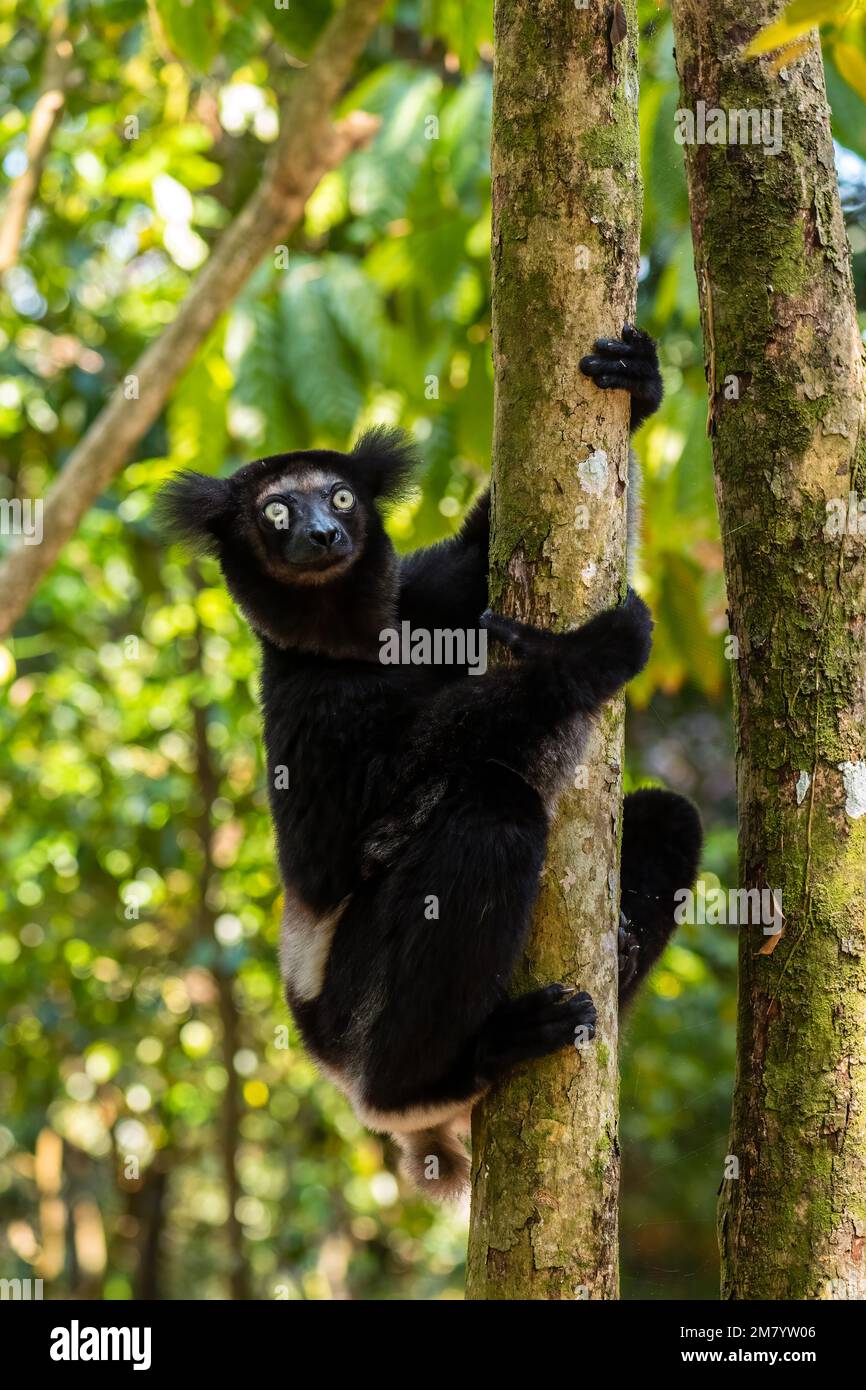 Indri - Indri indri, rain forest Madagascar east coast, Cute primate ...