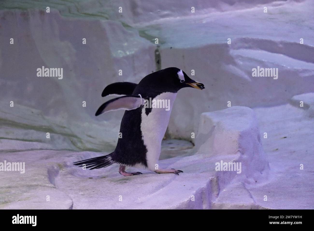 The residents of the acquarium of the Deep, in Hull, Yorkshire Stock ...