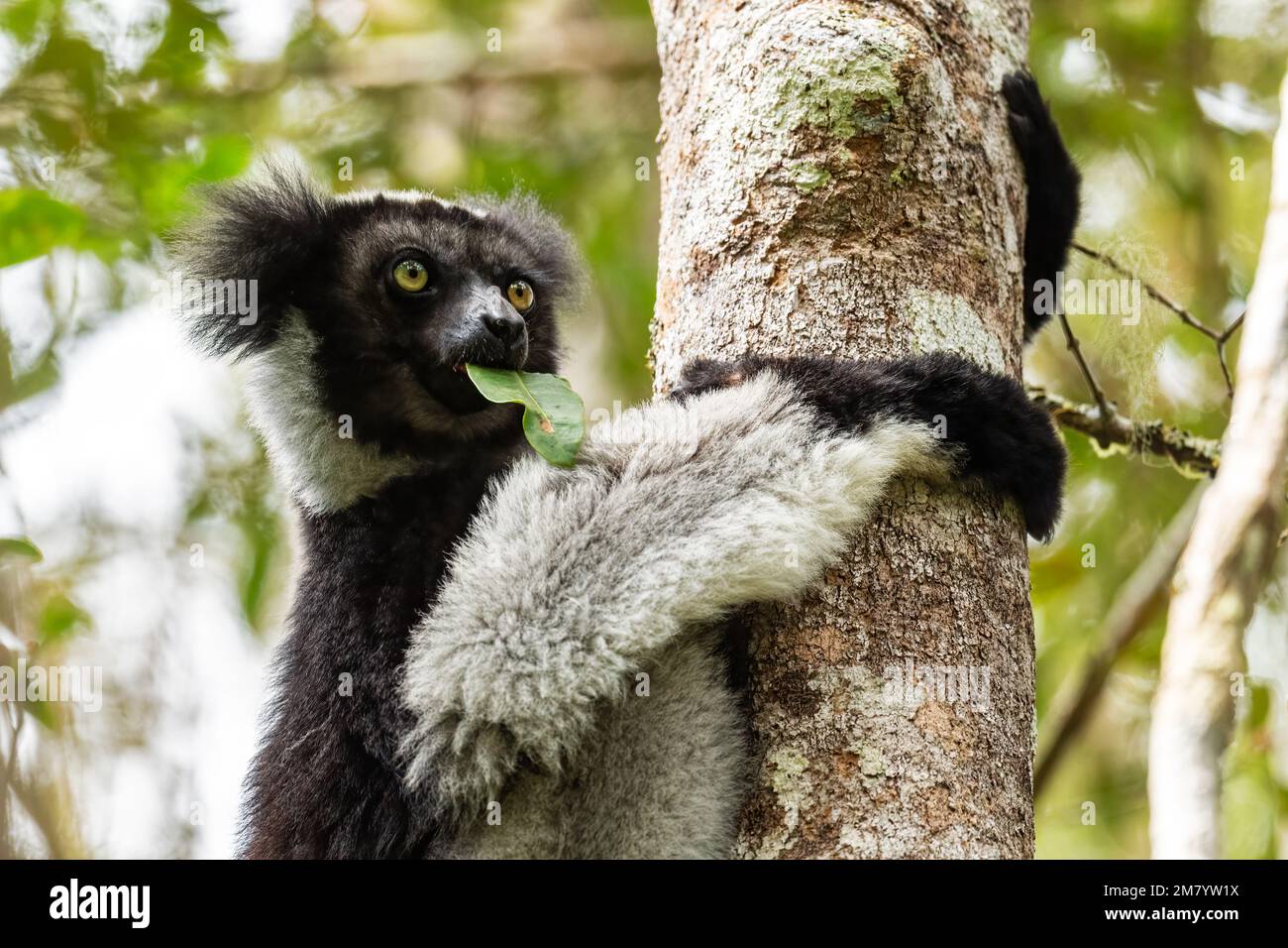 Indri - Indri indri, rain forest Madagascar east coast, Cute primate ...