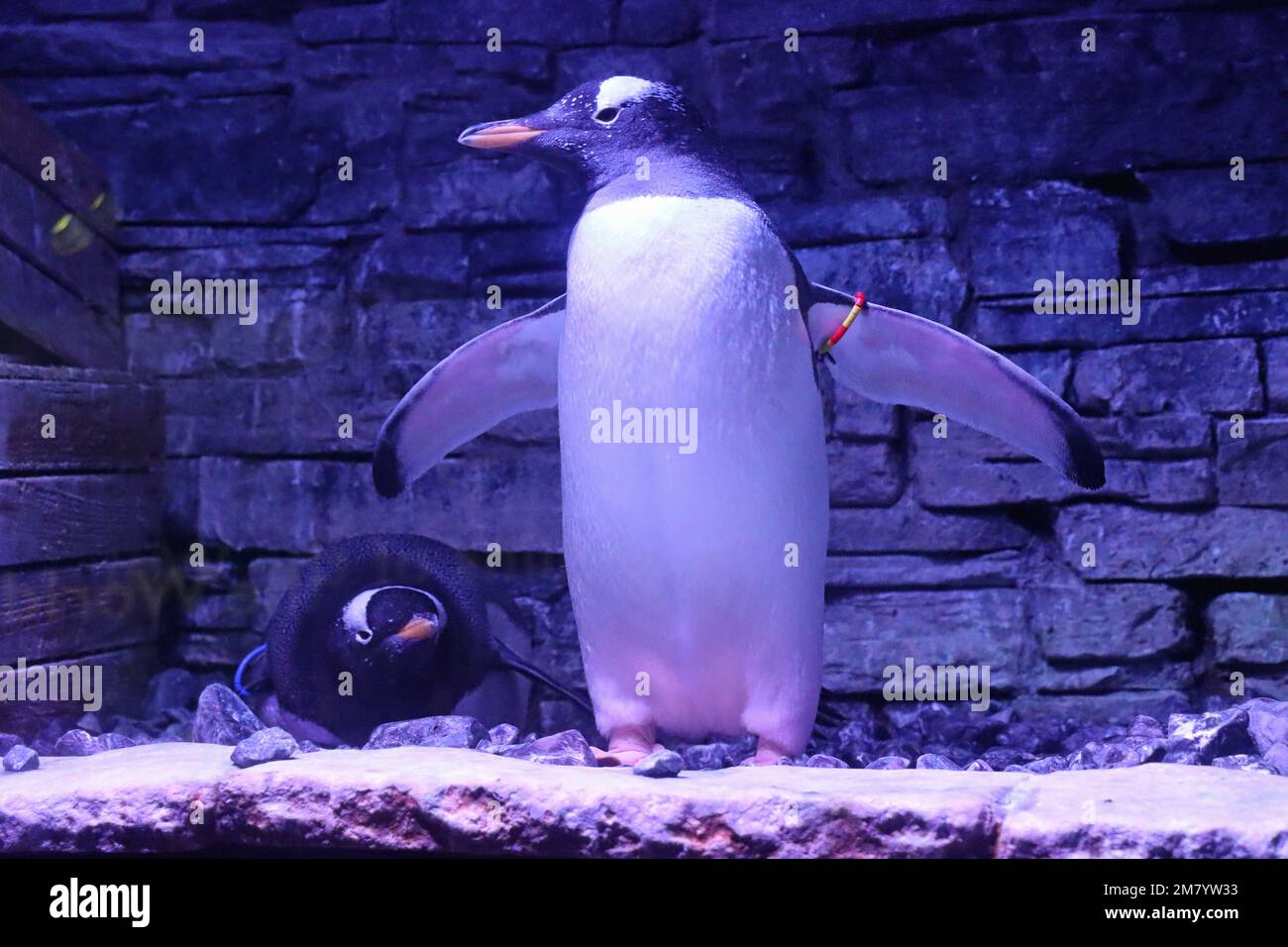 The residents of the acquarium of the Deep, in Hull, Yorkshire Stock ...