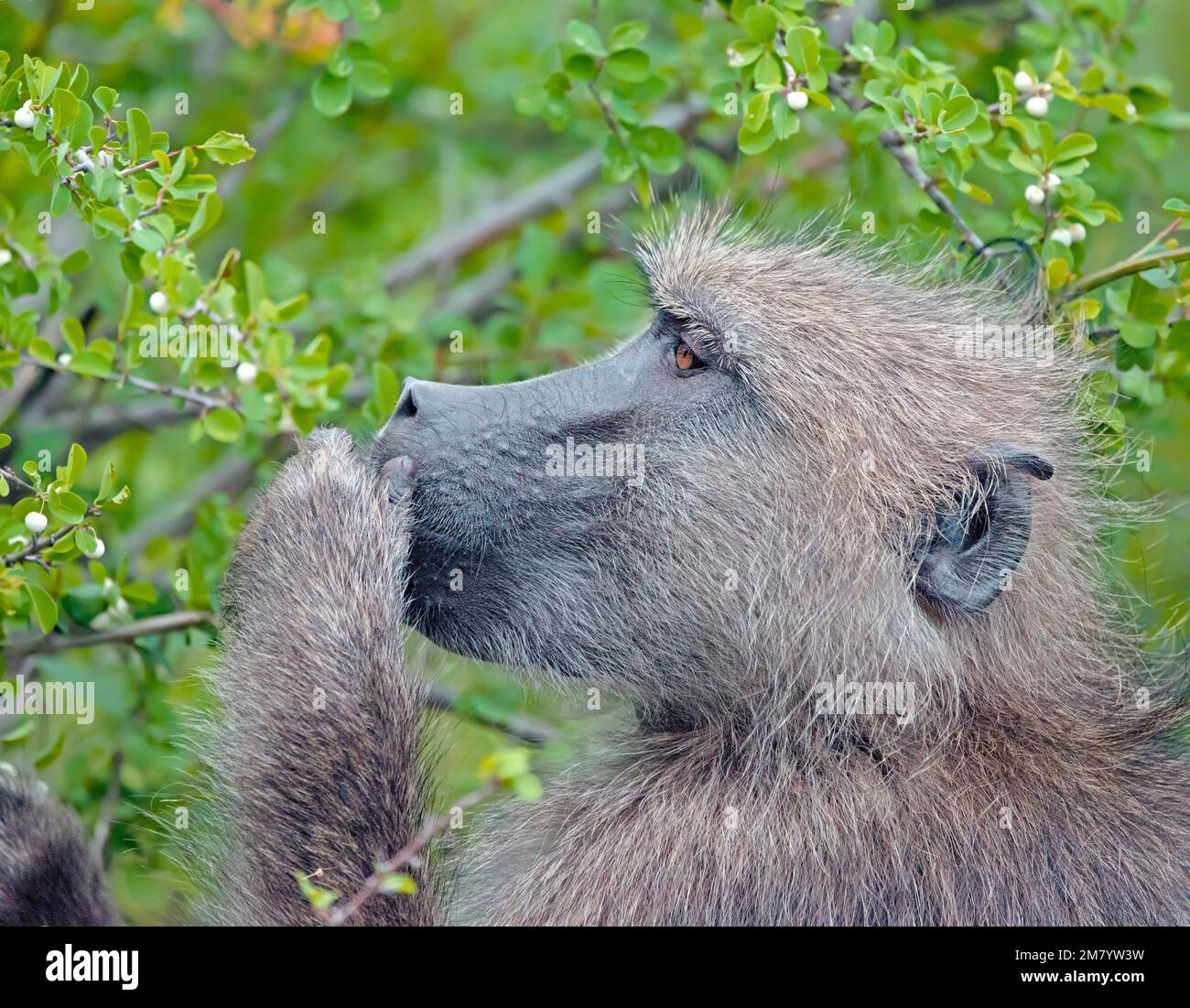 Largest baboon hi-res stock photography and images - Alamy