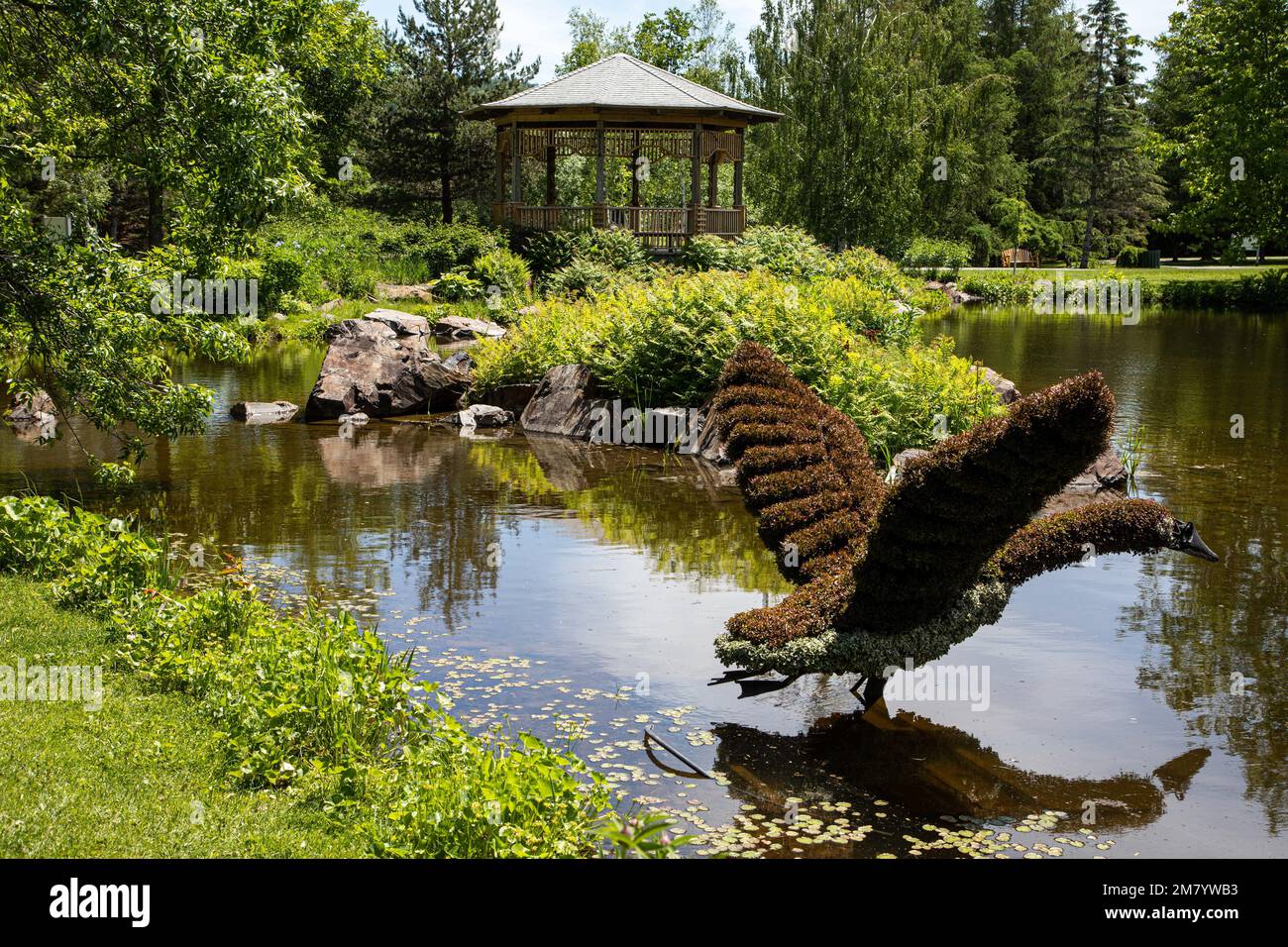 VEGETAL SCULPTURE OF A CANADIAN GOOSE IN FLIGHT, MOSAICULTURE ...