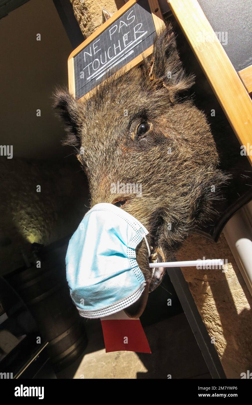 DO NOT TOUCH WILD BOAR WITH ITS SANITARY MASK, TRADESMAN'S HUMOR IN THE ...