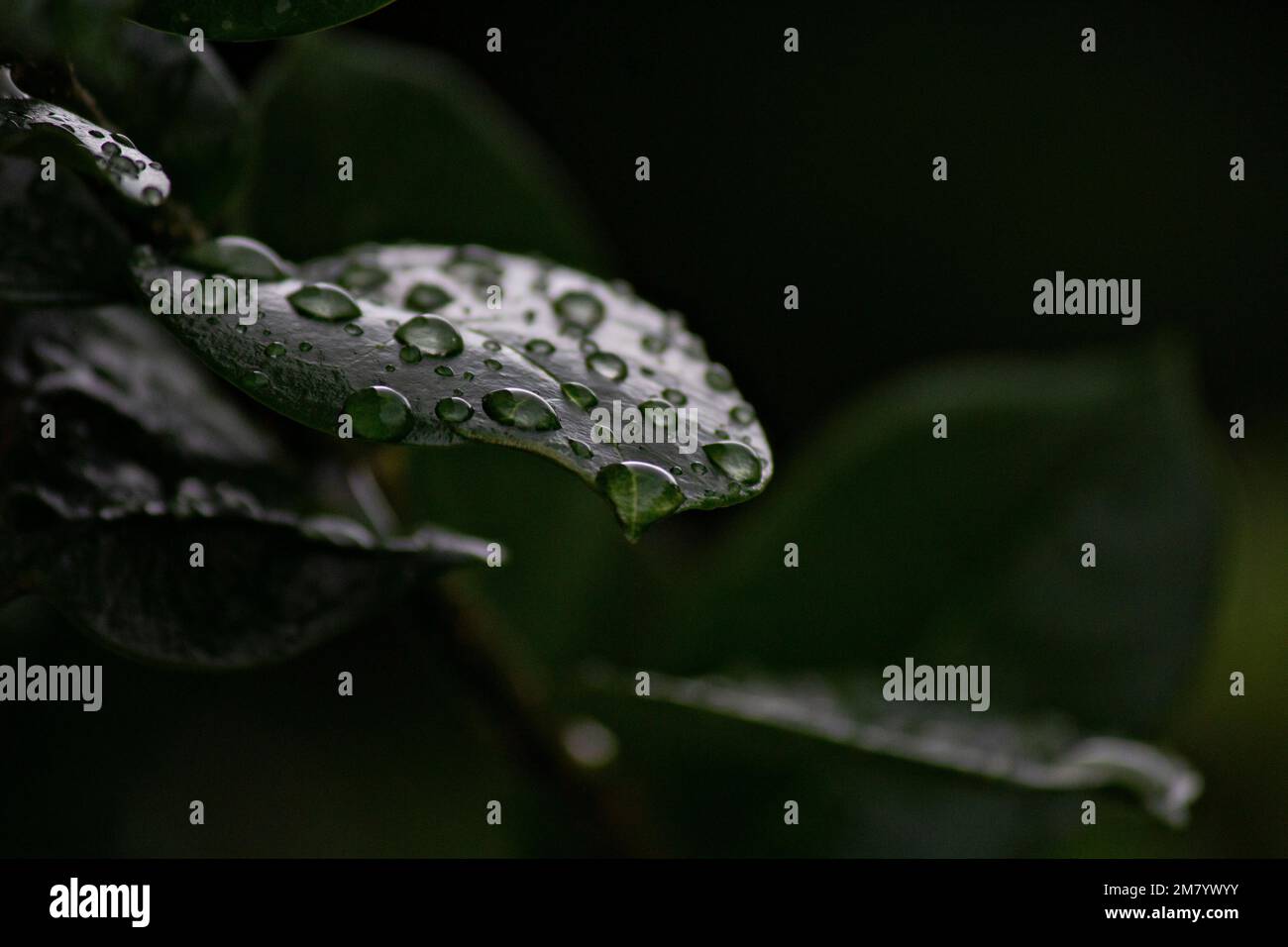 Water droplets perfectly still on lush green leaf after a nice calming ...