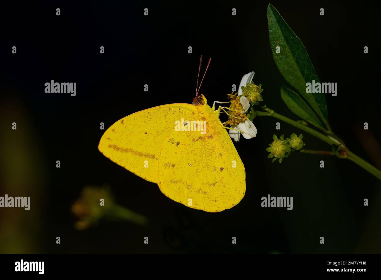 Phoebis argante hi-res stock photography and images - Alamy