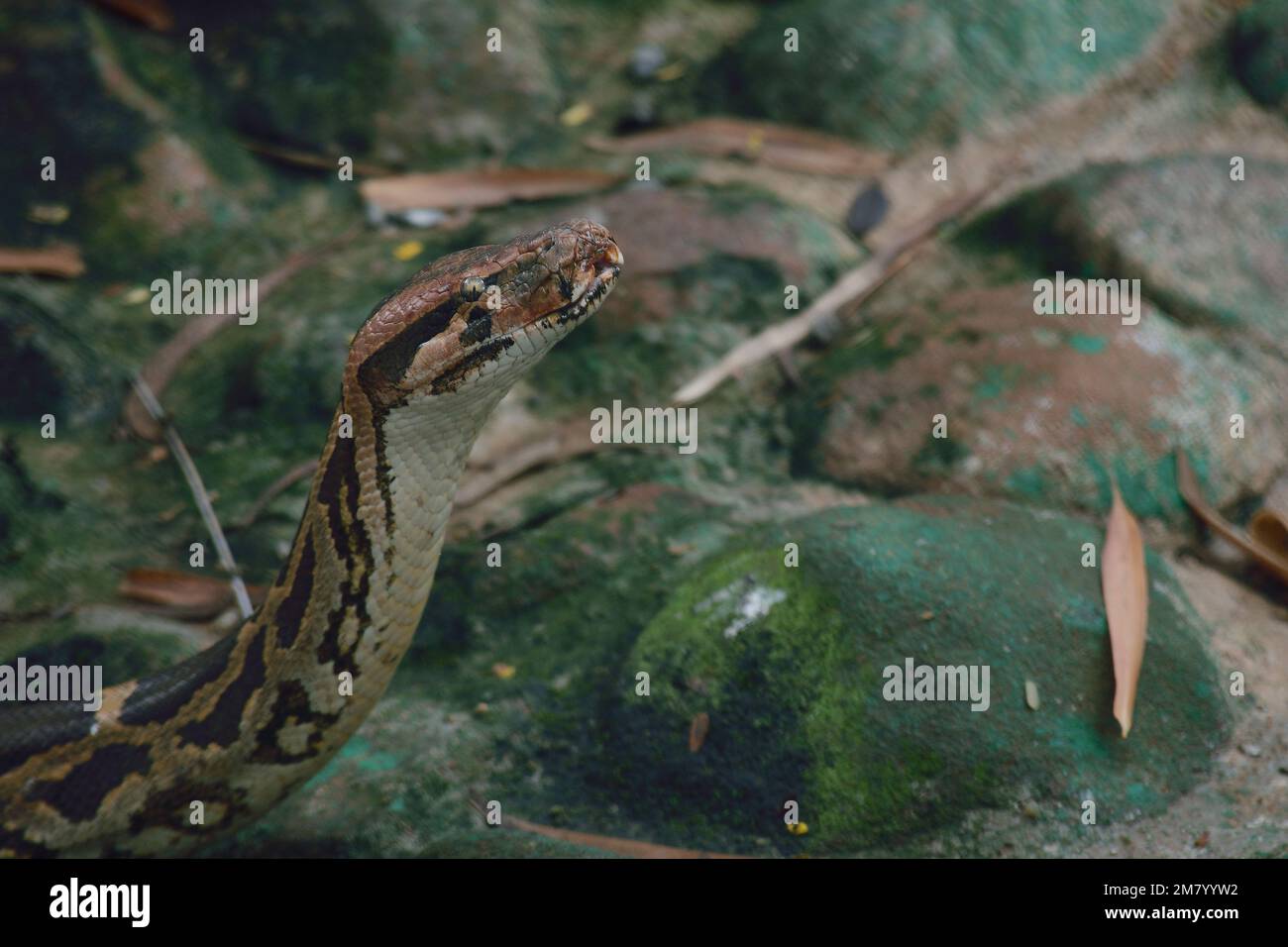 A closeup of an Indian python (Python molurus) at Bannerghatta ...