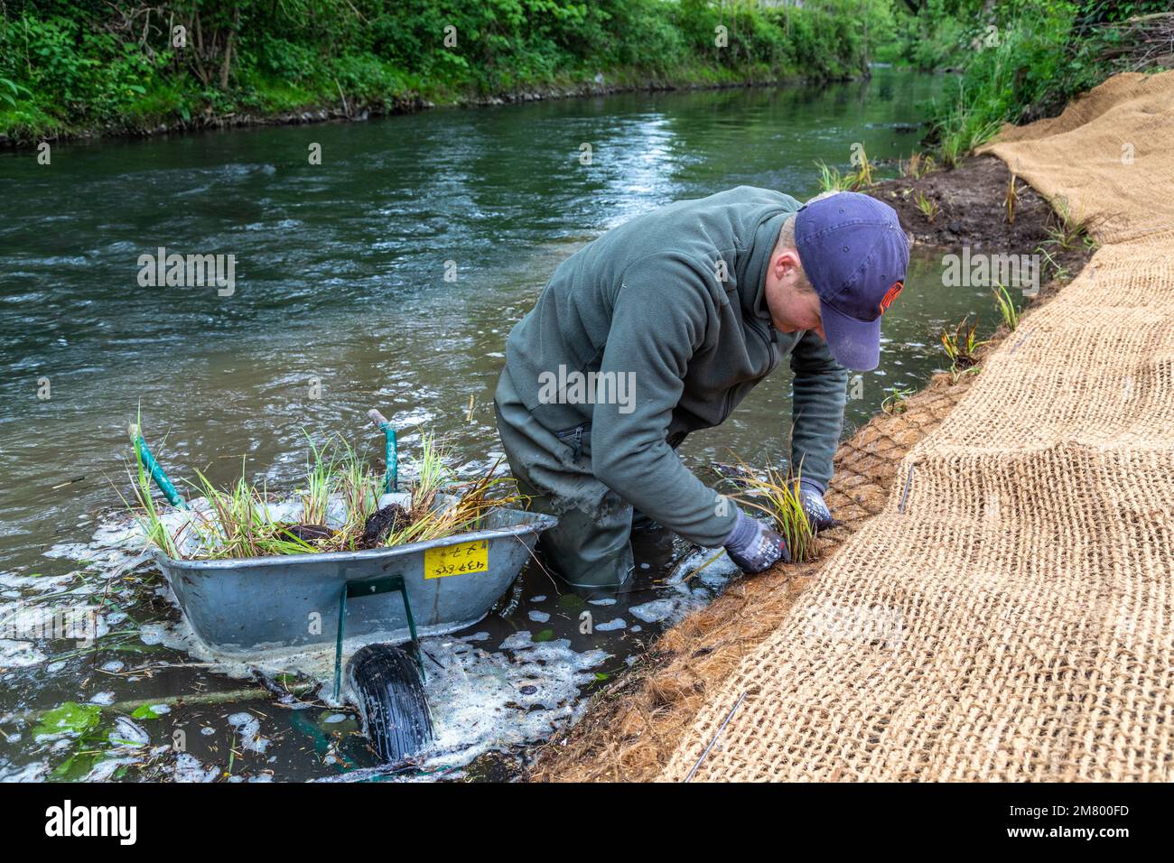 RIVERBANK DEVELOPMENT ON THE RISLE, PLANTING OF AQUATIC PLANTS TO ...