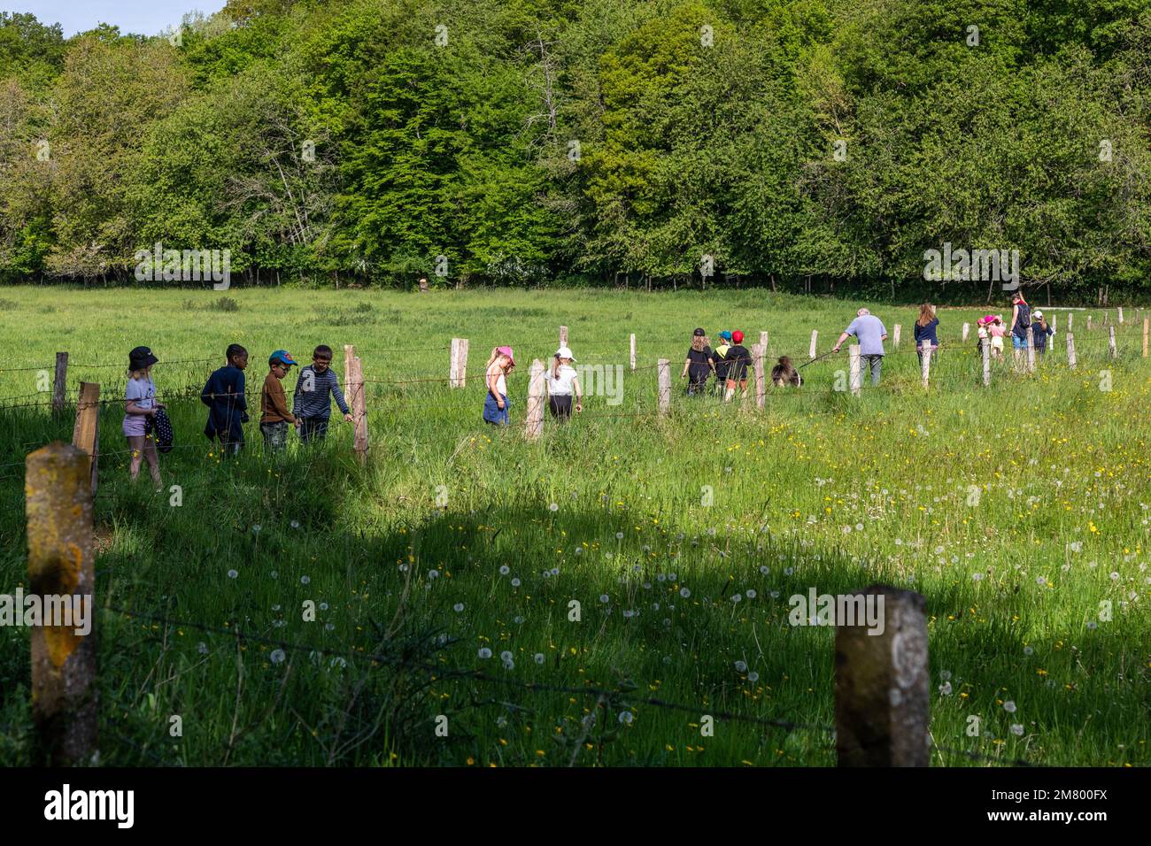 ELEMENTARY SCHOOL PUPILS DISCOVERING NATURE, THE FLORA AND FAUNA IN THE ...