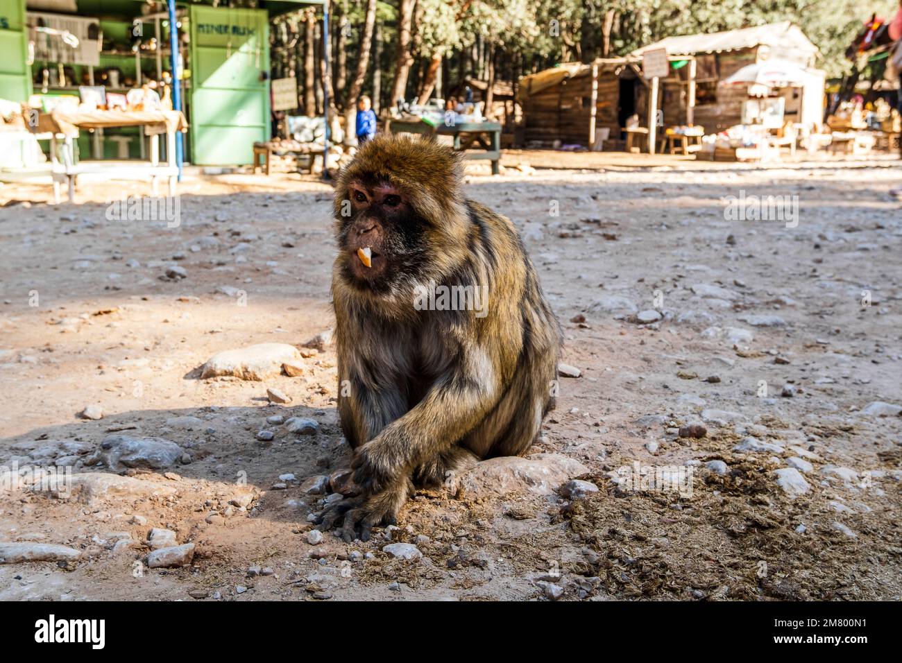 Cute wild monkey in the Cedar Forest, Ifrane, Morocco, North Africa ...
