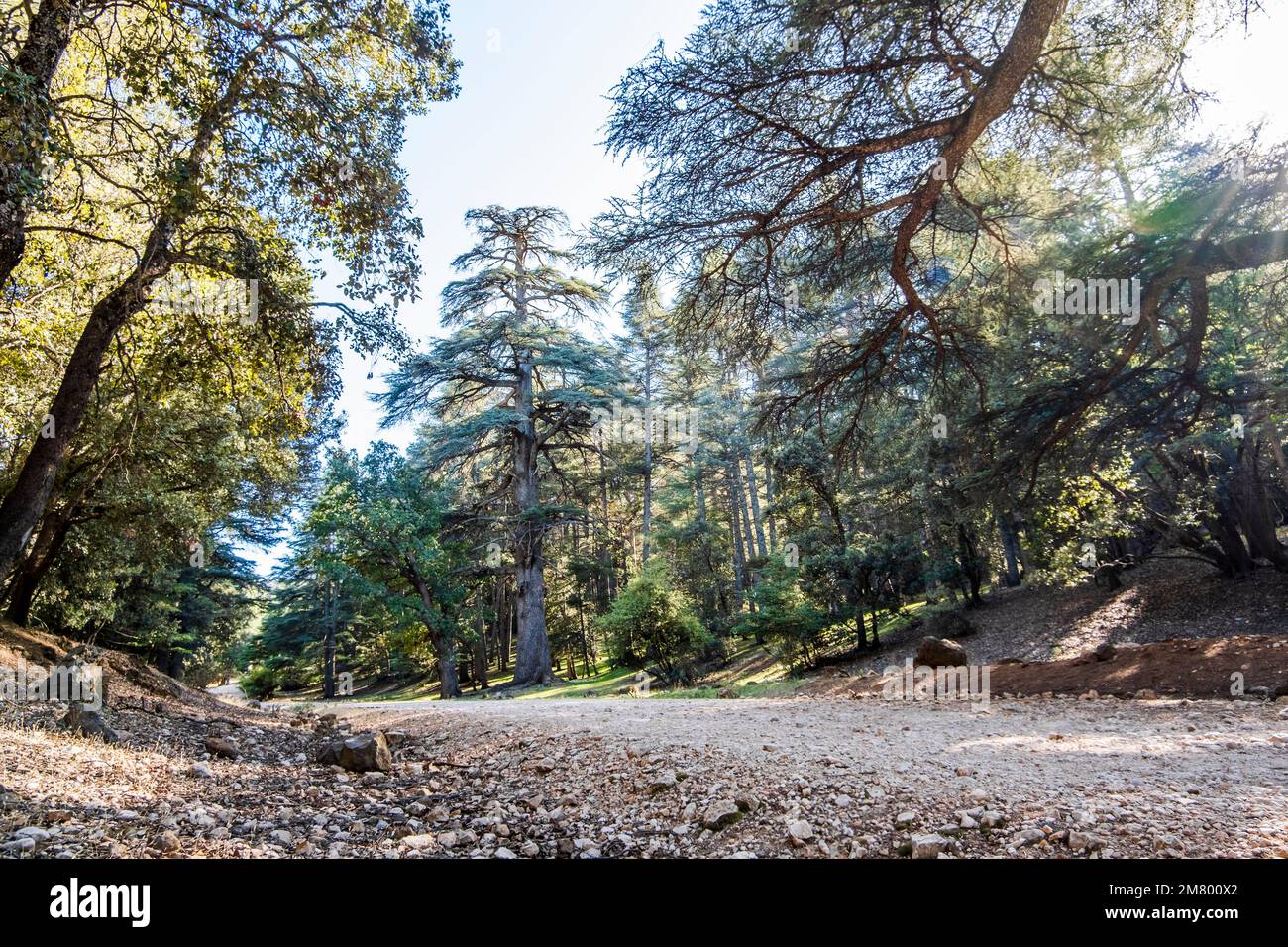 Old cedar trees in Cedre Gouraud Forest, Azrou, Morocco, North Africa ...