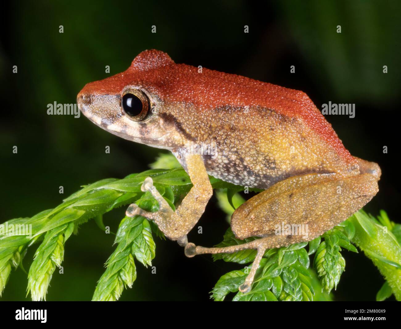 Variable Rain Frog (Pristimantis variabilis), in the rainforest ...